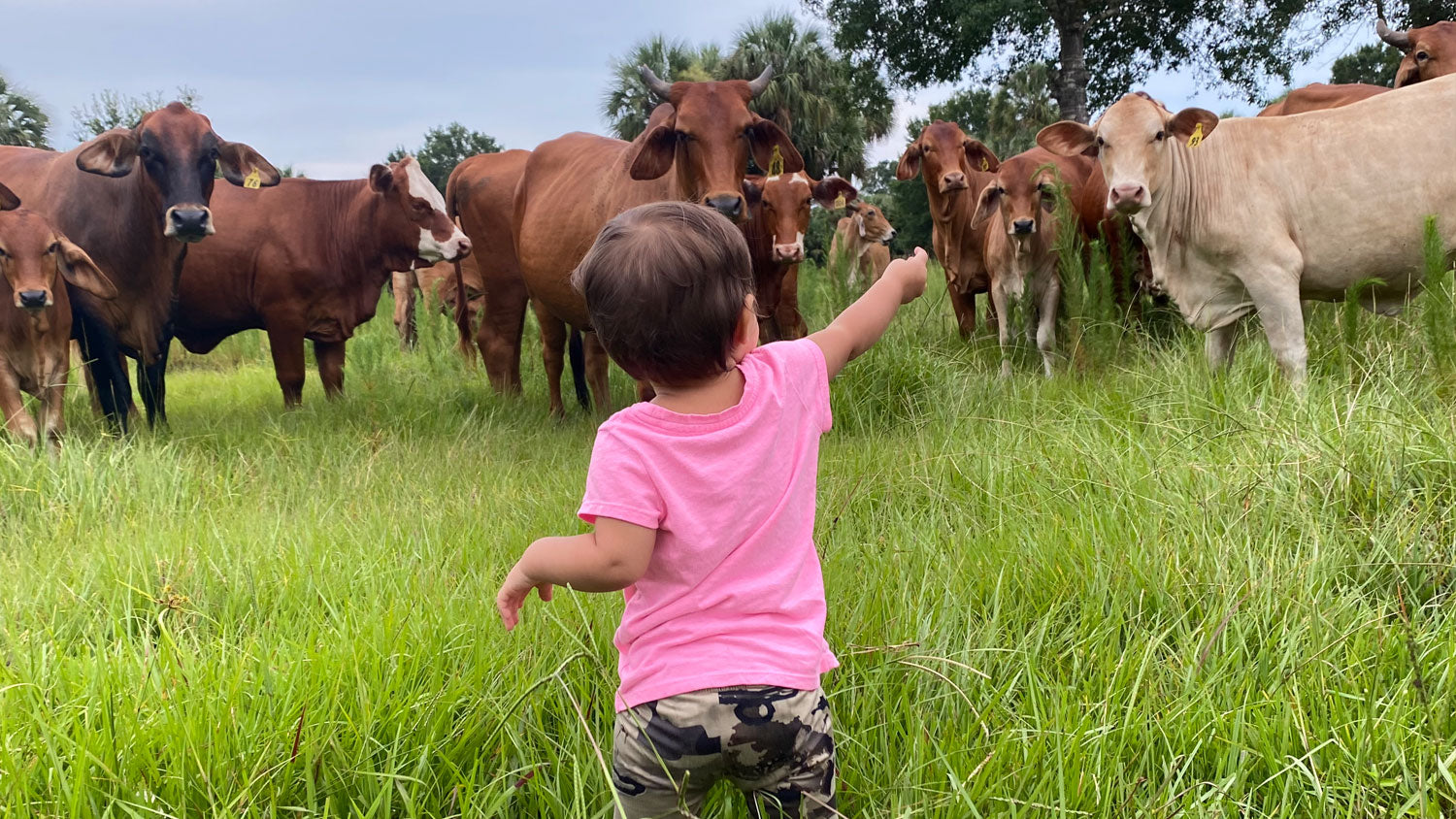 Redland Cattle Co.